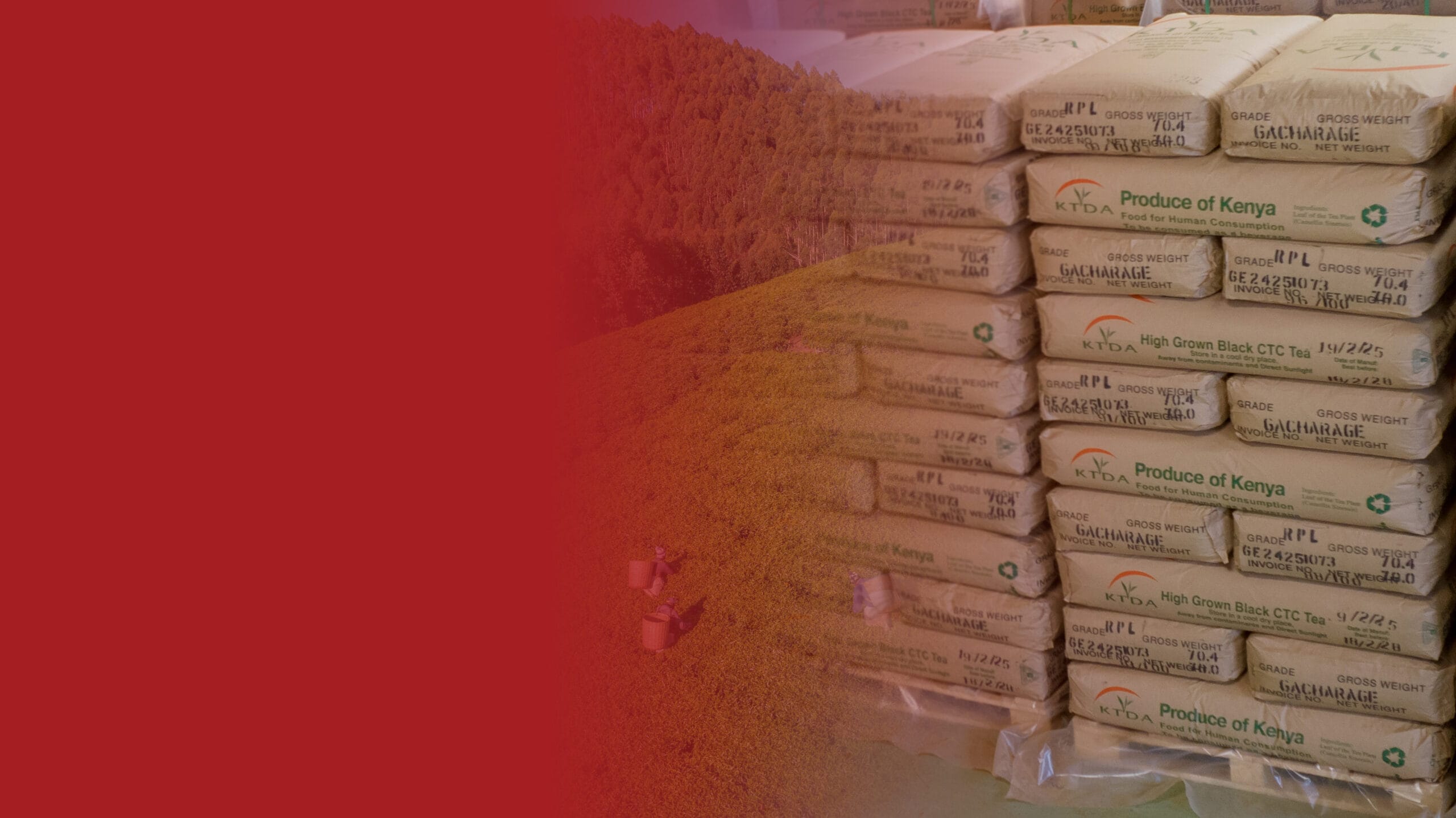 Home - Gacharage Tea Factory